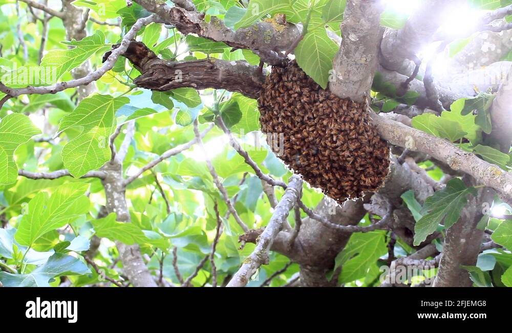 Beehive on tree Stock Videos & Footage - HD and 4K Video Clips - Alamy