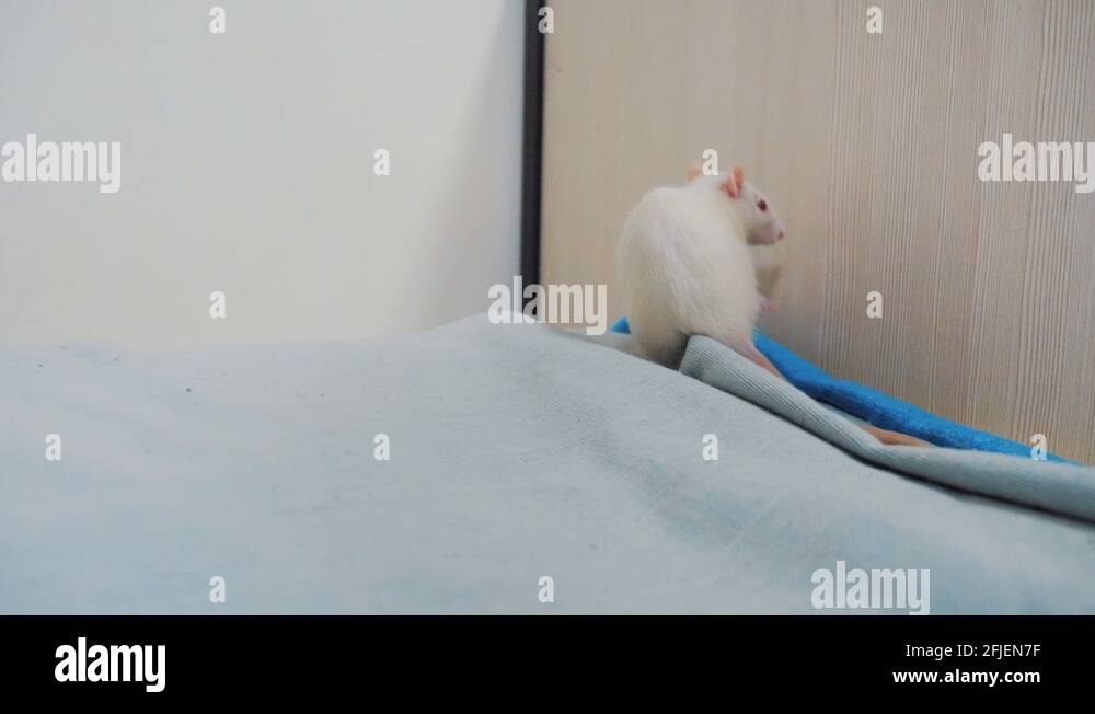 white laboratory rat background. white mouse rat running around the bed ...