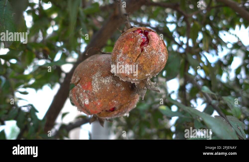 Tree blight Stock Videos & Footage - HD and 4K Video Clips - Alamy