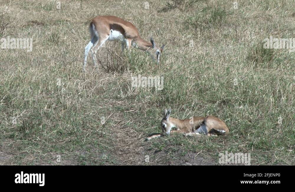 Thomson and thompson Stock Videos & Footage - HD and 4K Video Clips - Alamy