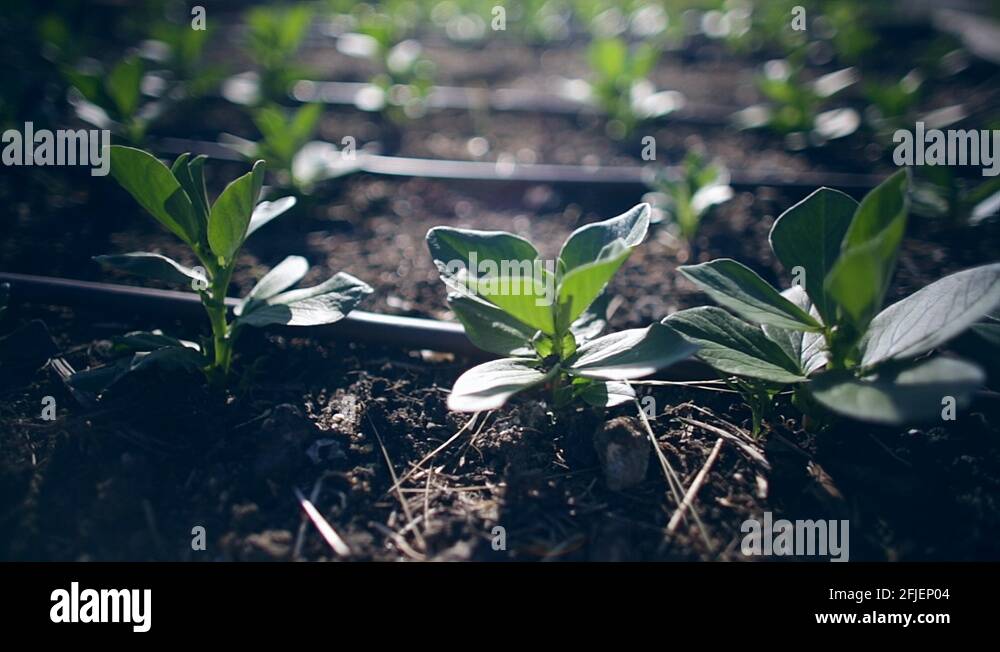 Bean seedlings Stock Videos & Footage - HD and 4K Video Clips - Alamy