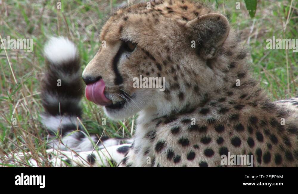 Cheetah facing Stock Videos & Footage - HD and 4K Video Clips - Alamy