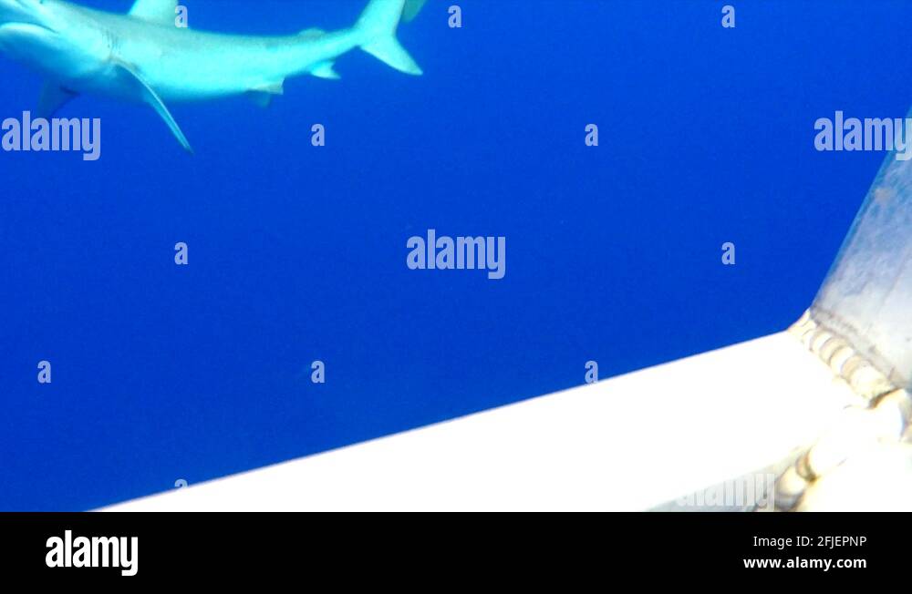 Shark adventure Stock Videos & Footage - HD and 4K Video Clips - Alamy