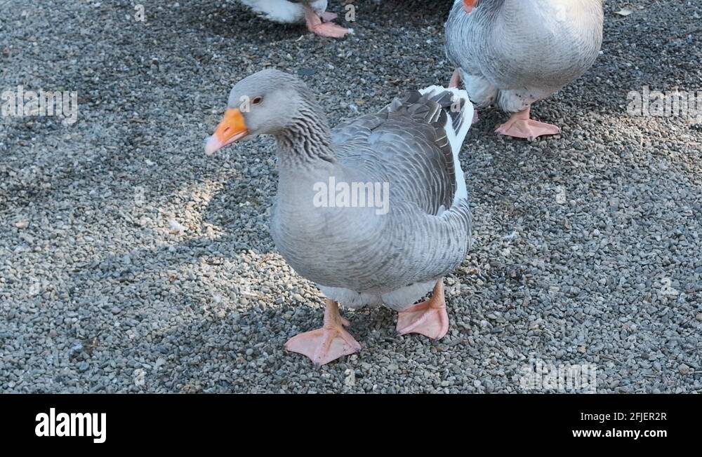 Grey rear head Stock Videos & Footage - HD and 4K Video Clips - Alamy