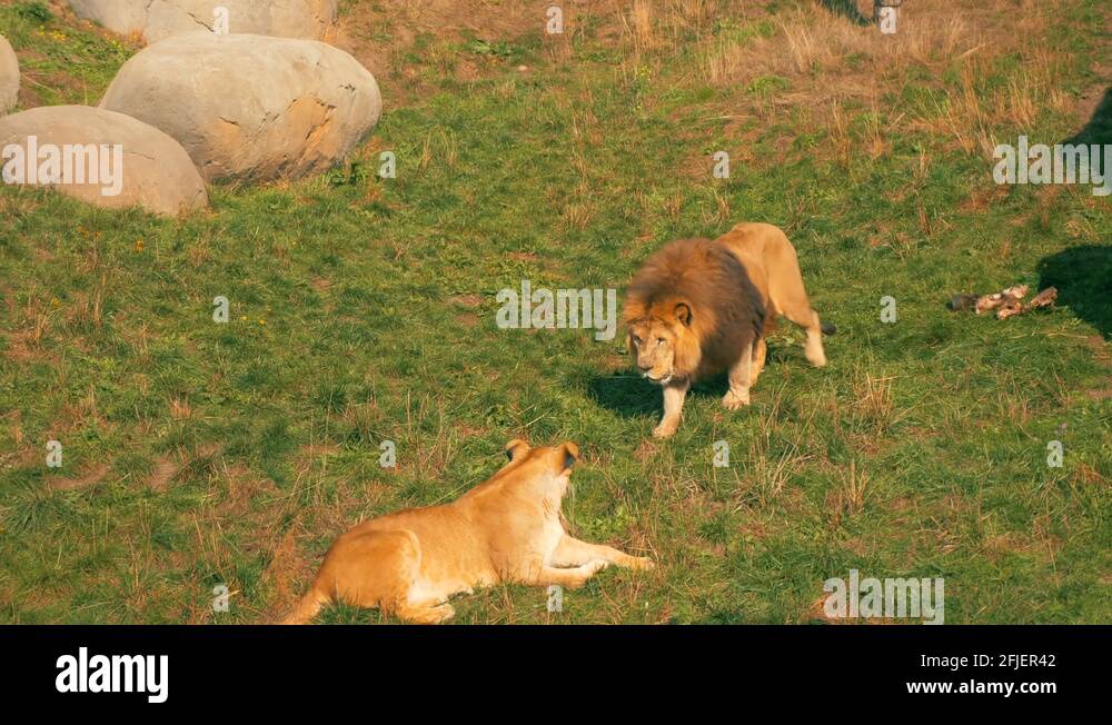 King of the jungle roar Stock Videos & Footage - HD and 4K Video Clips ...