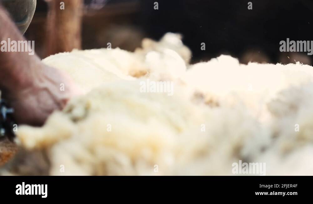 Sheep wool Stock Videos & Footage - HD and 4K Video Clips - Alamy