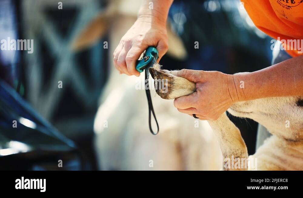 Hooves cleaning Stock Videos & Footage - HD and 4K Video Clips - Alamy