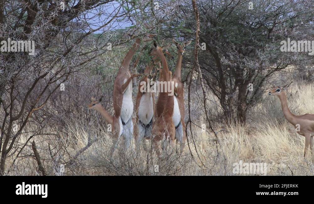 Standing up eating Stock Videos & Footage - HD and 4K Video Clips - Alamy