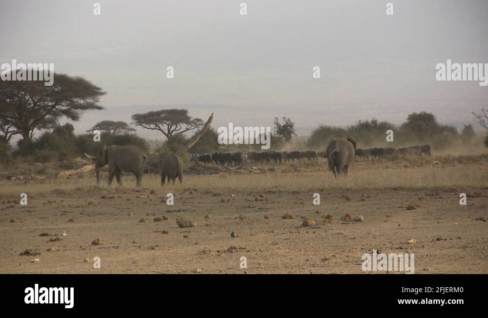 Animals and cattle herders share the little resource during draught ...