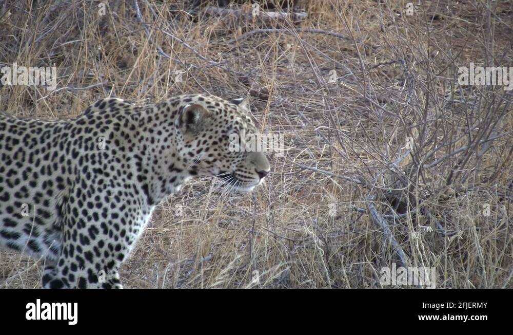 Leopard on hunt Stock Videos & Footage - HD and 4K Video Clips - Alamy
