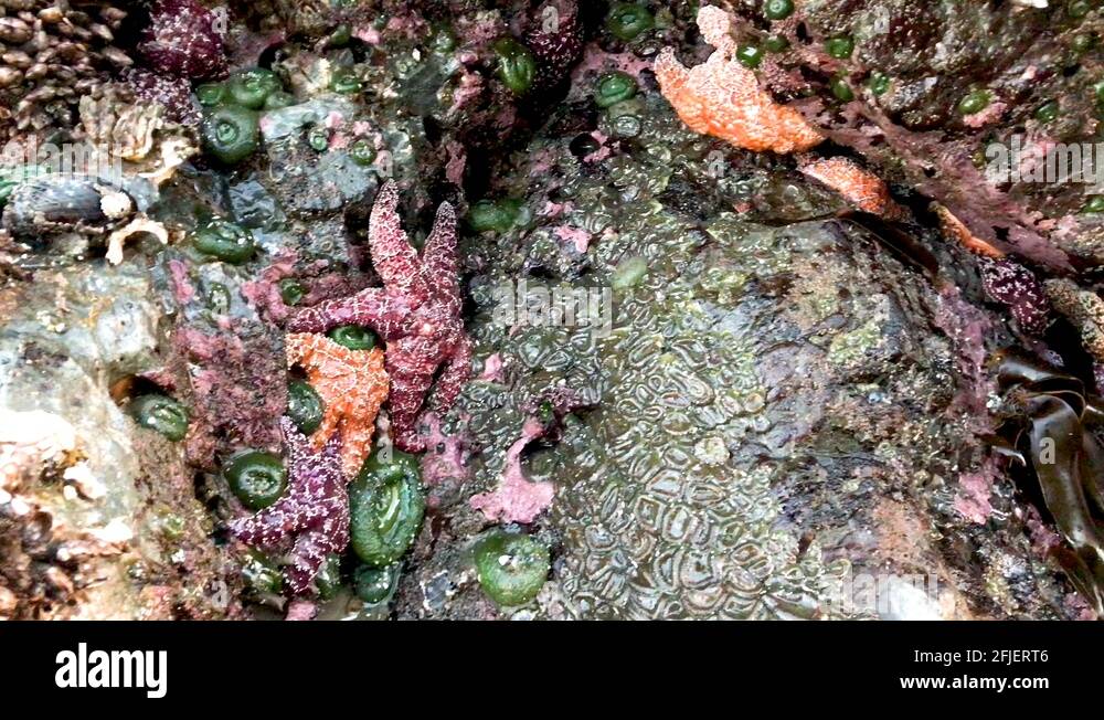 Barnacle rocks Stock Videos & Footage - HD and 4K Video Clips - Alamy