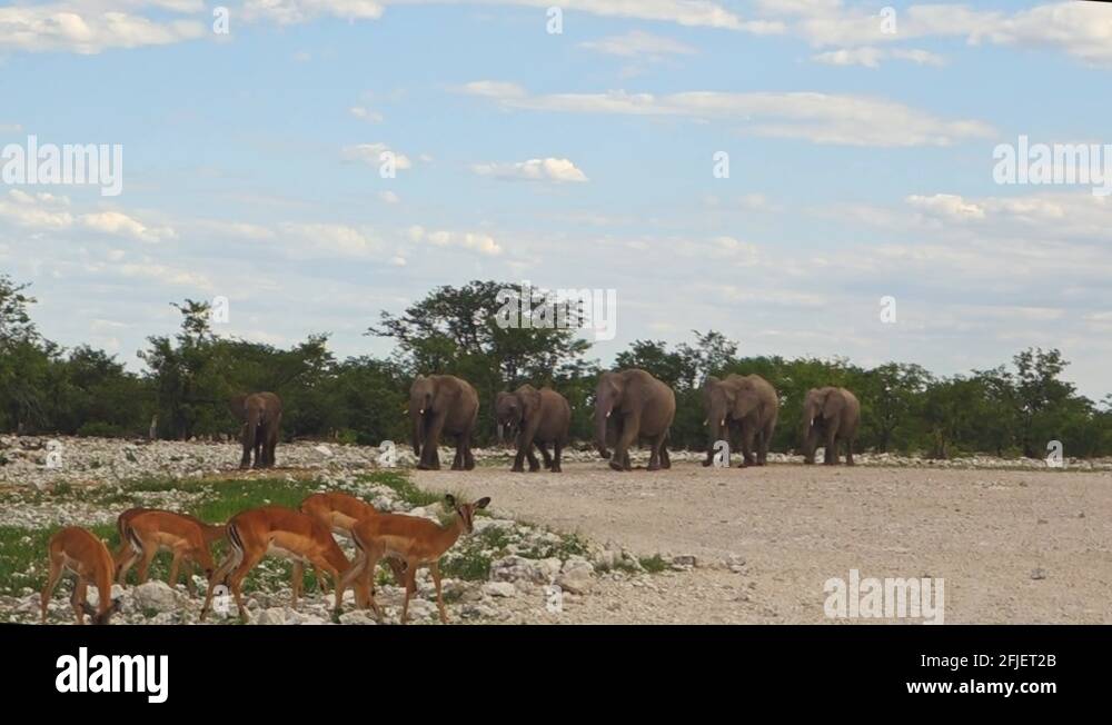 Springbok africa springboks herd Stock Videos & Footage - HD and 4K ...