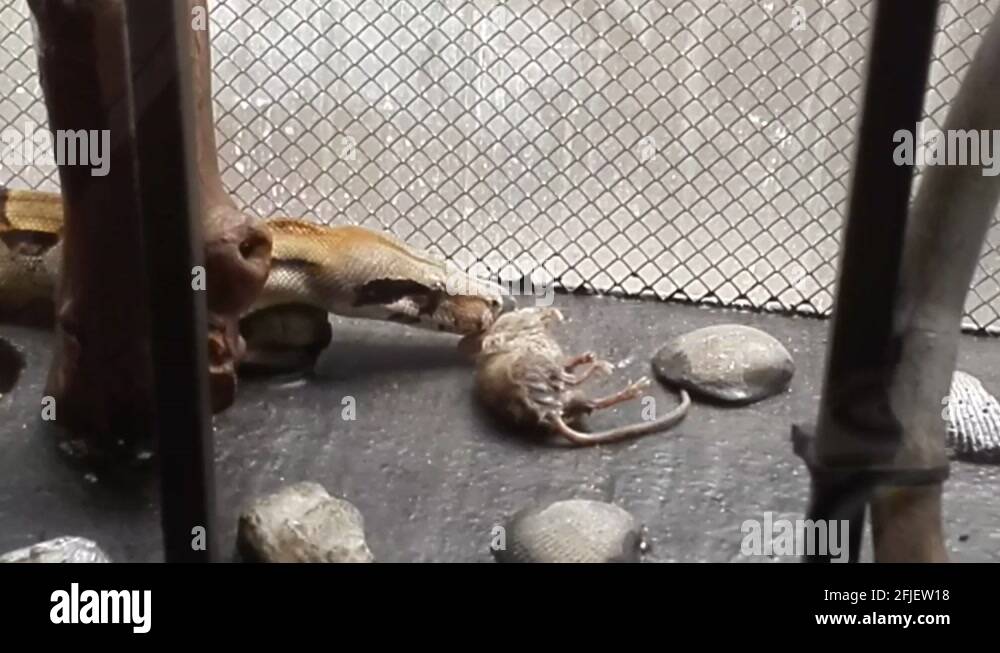 Boa constrictor boa constrictor imperator Stock Videos & Footage - HD ...