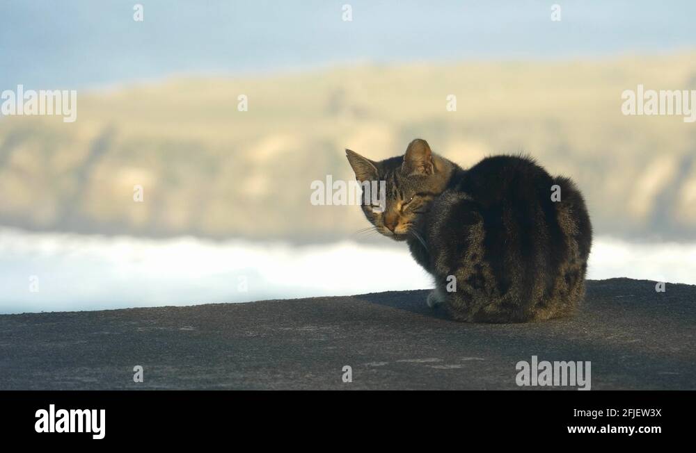 Typical food azores Stock Videos & Footage - HD and 4K Video Clips - Alamy