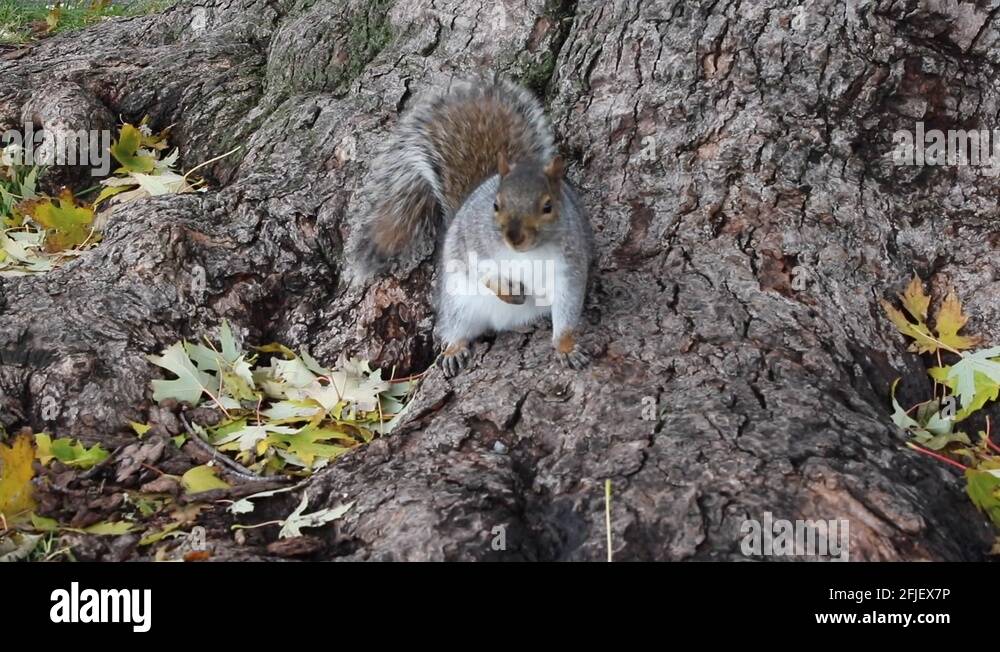 Amusing squirrel Stock Videos & Footage - HD and 4K Video Clips - Alamy