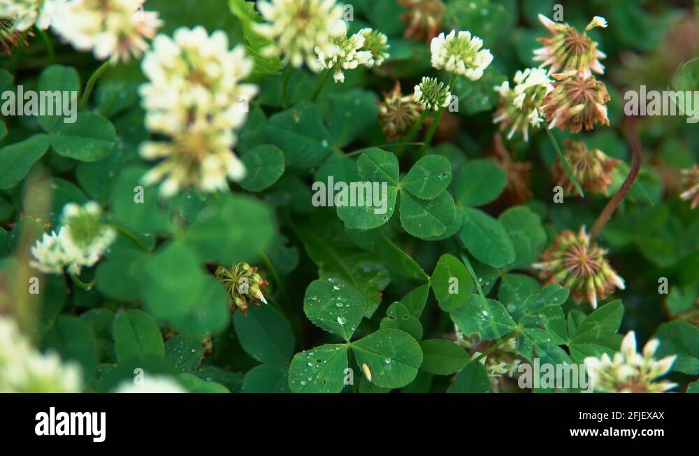 Clover in the grass Stock Videos & Footage - HD and 4K Video Clips - Alamy