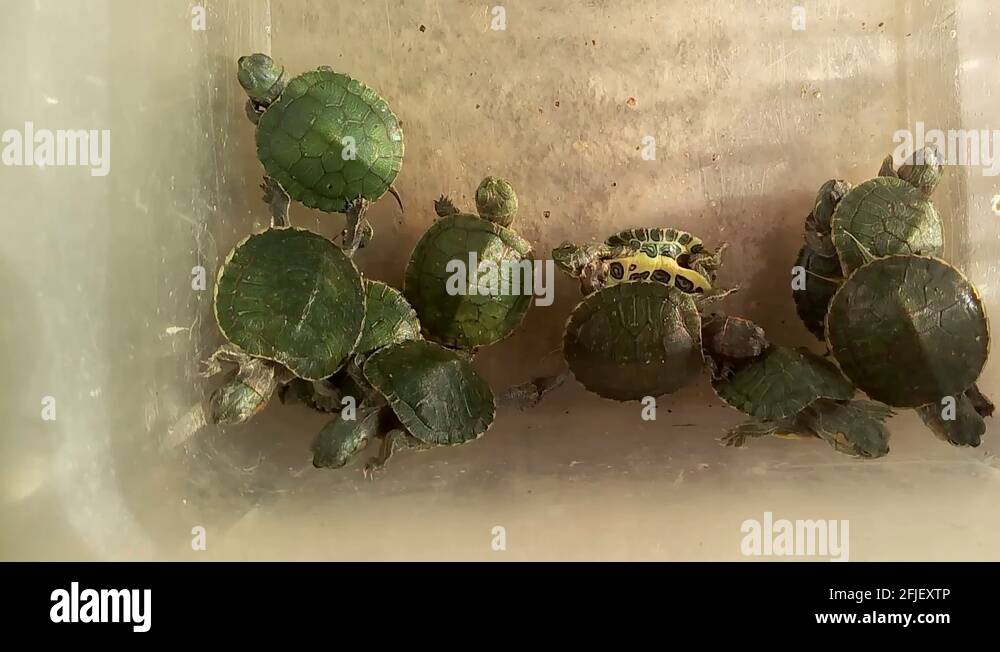 Lovely turtles Stock Videos & Footage - HD and 4K Video Clips - Alamy