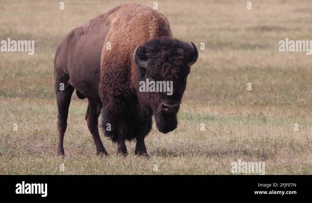 Buffalo tail Stock Videos & Footage - HD and 4K Video Clips - Alamy