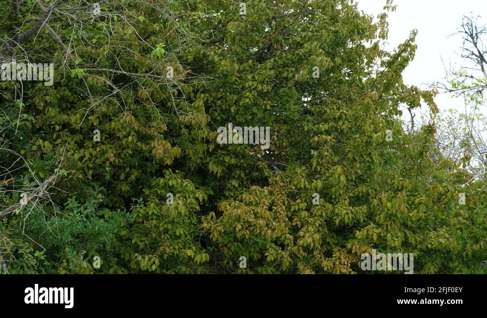 Cloud of midge flies Stock Videos & Footage - HD and 4K Video Clips - Alamy