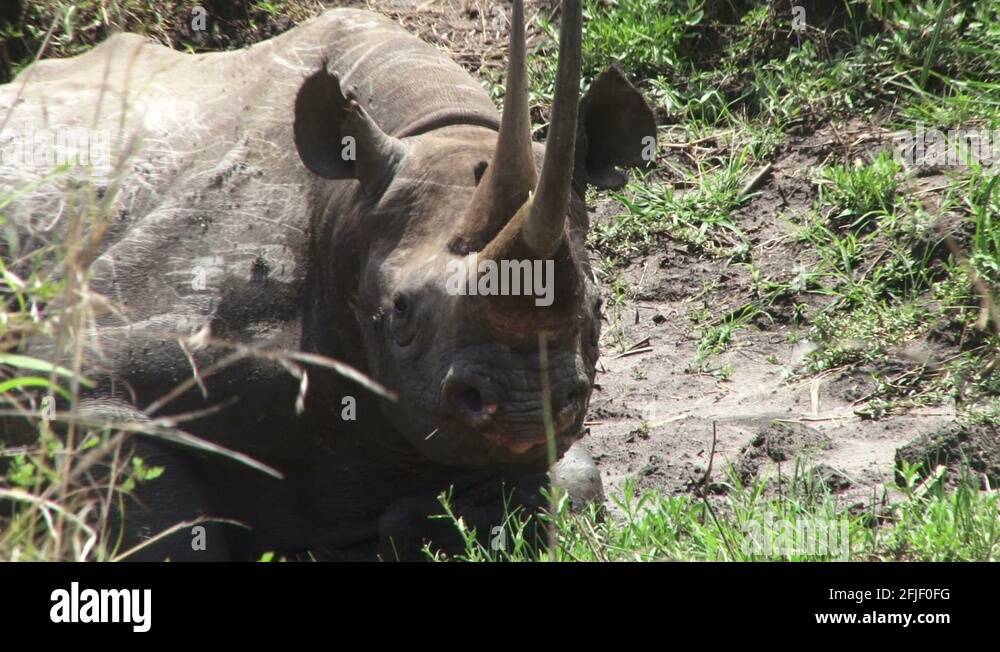 A rhino sitting Stock Videos & Footage - HD and 4K Video Clips - Alamy