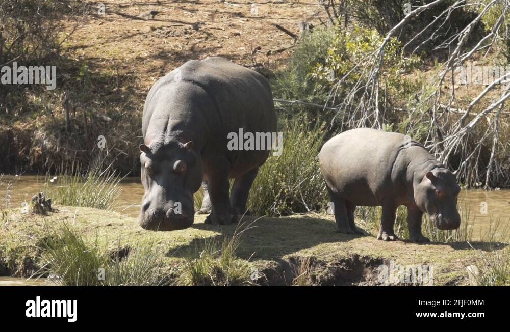 Mother hippo Stock Videos & Footage - HD and 4K Video Clips - Alamy