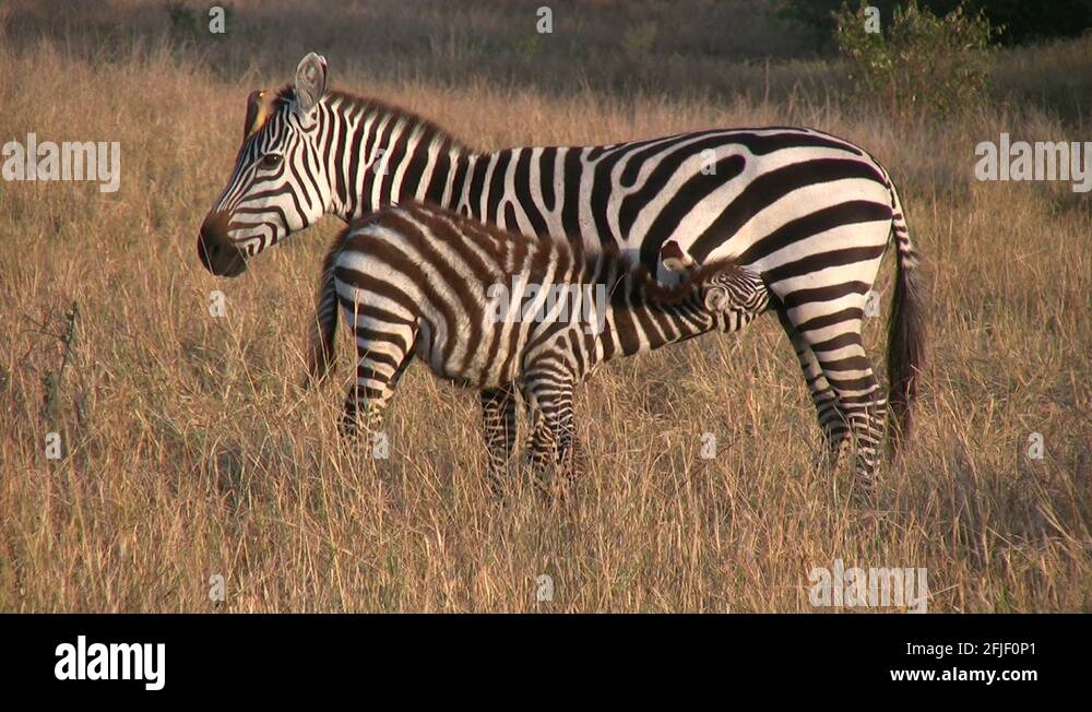Bush breakfast, masai Stock Videos & Footage - HD and 4K Video Clips ...