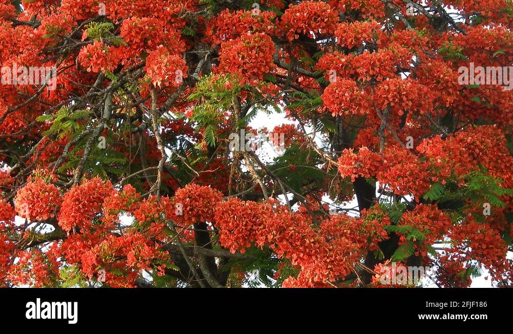 Bright red Flamboyant tree in full bloom mid shot Stock Video Footage ...
