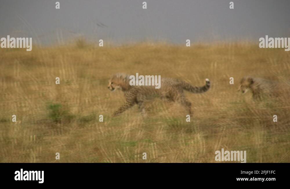 Running cheetah cubs Stock Videos & Footage - HD and 4K Video Clips - Alamy