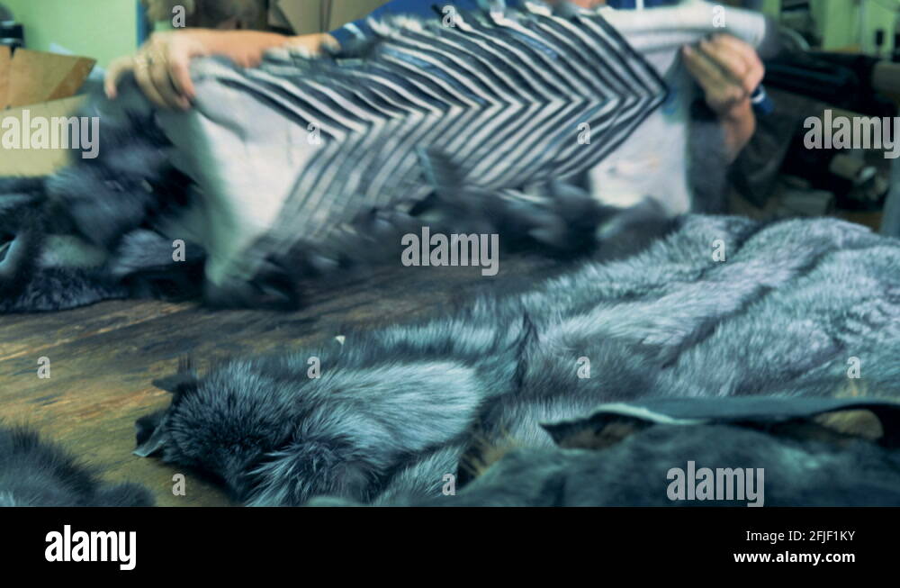 Mustelid Stock Videos & Footage - HD and 4K Video Clips - Alamy