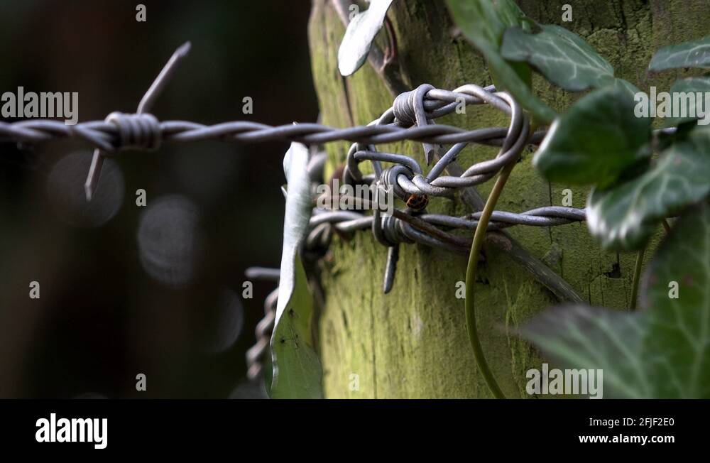 Prisoner uk Stock Videos & Footage - HD and 4K Video Clips - Alamy