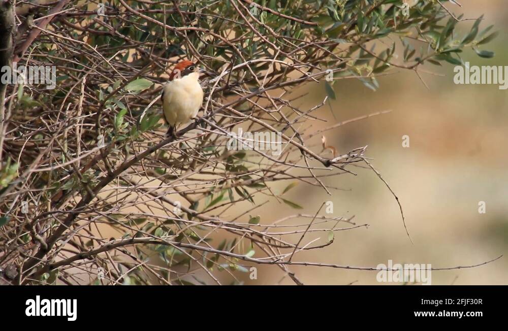 Shrike plumage Stock Videos & Footage - HD and 4K Video Clips - Alamy