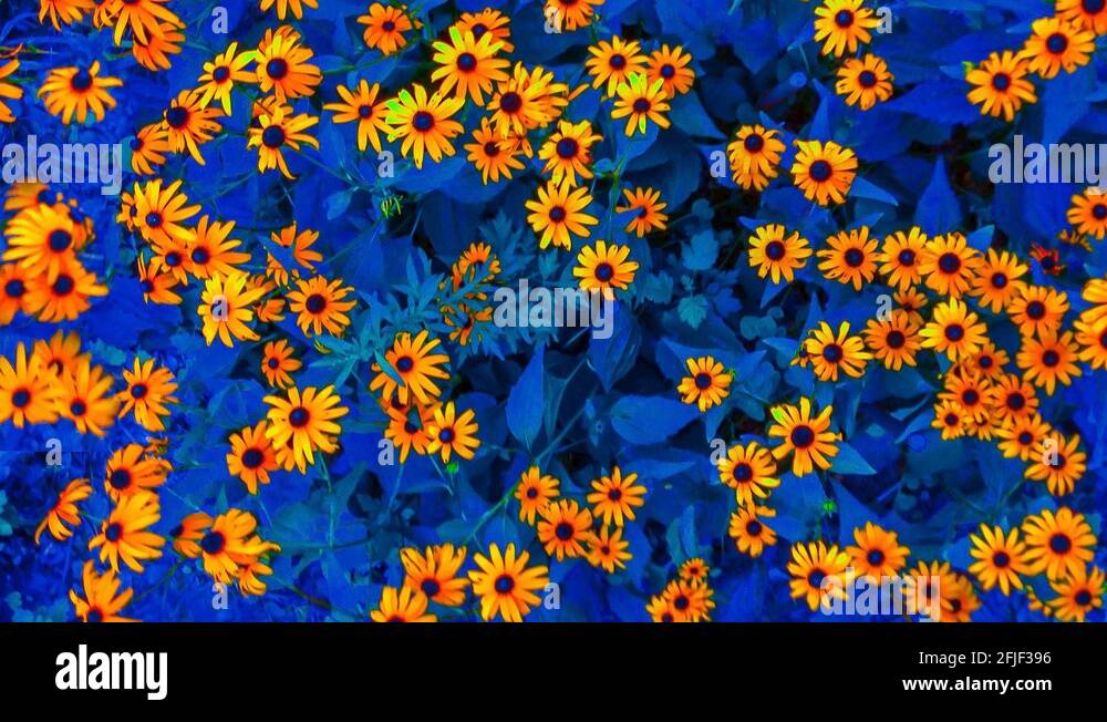 Saturated flowers Stock Videos & Footage - HD and 4K Video Clips - Alamy