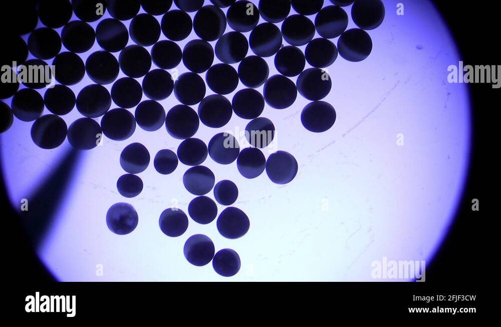 Medical researcher selecting xenopus oocytes with forceps under ...