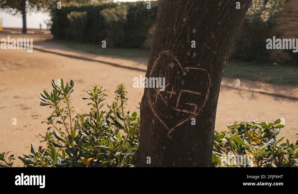 Heart sign tree Stock Videos & Footage - HD and 4K Video Clips - Alamy