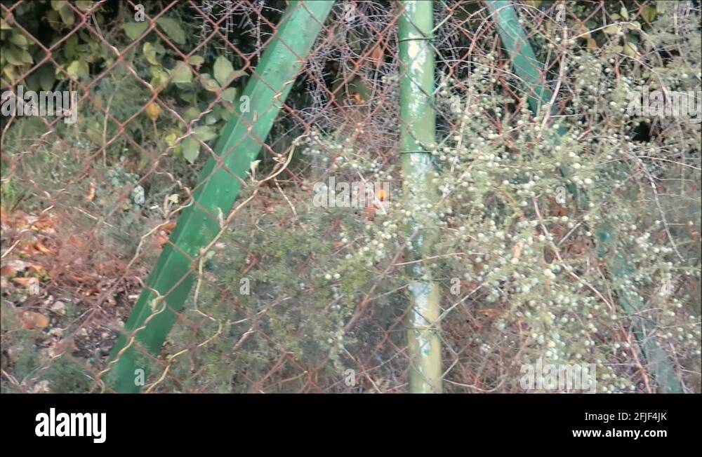 Plant growing through the fence Stock Videos & Footage - HD and 4K ...