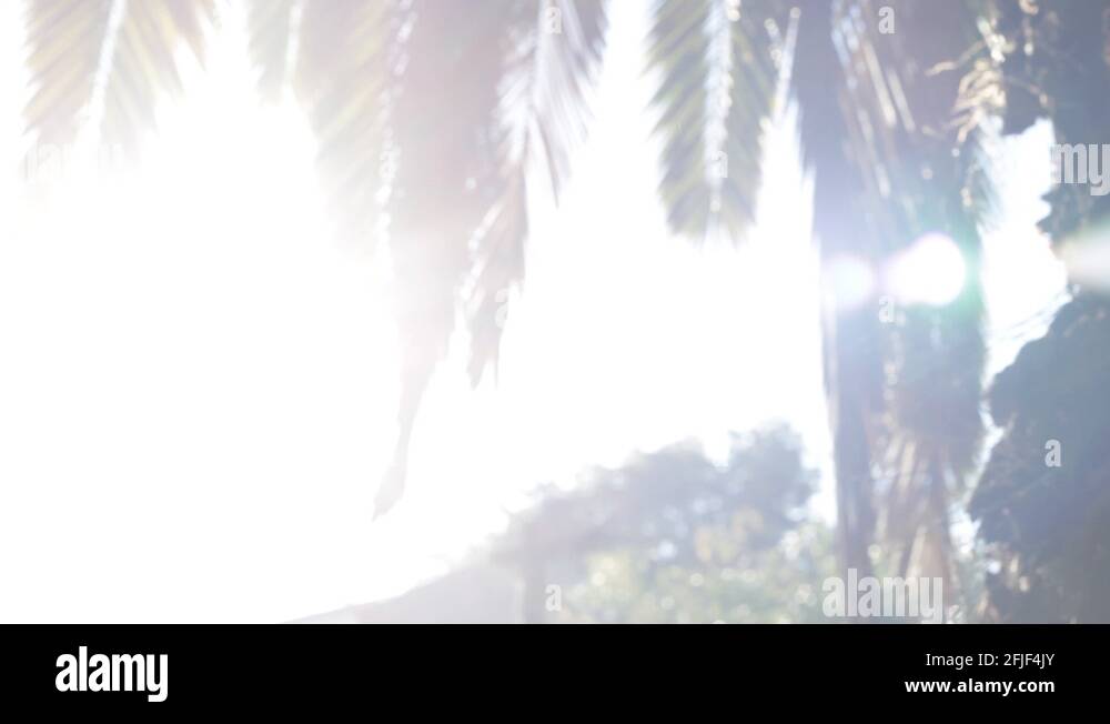 Sun Through Palm Tree Leaves Stock Videos And Footage Hd And 4k Video Clips Alamy