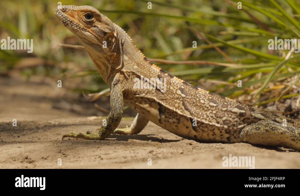 Costa rican lizards Stock Videos & Footage - HD and 4K Video Clips - Alamy