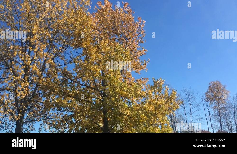 Rustling tree leaves Stock Videos & Footage - HD and 4K Video Clips - Alamy