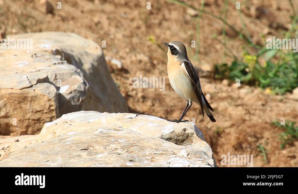 Wheatear bird Stock Videos & Footage - HD and 4K Video Clips - Alamy