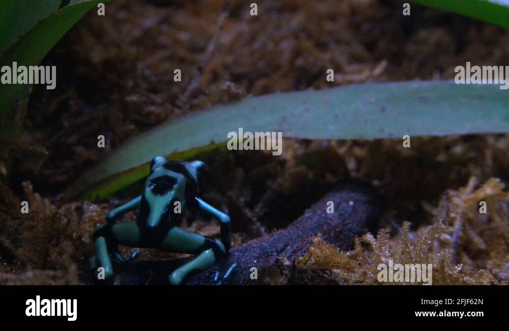 Blue poison dart frog / blue poison arrow frog with bright blue ...
