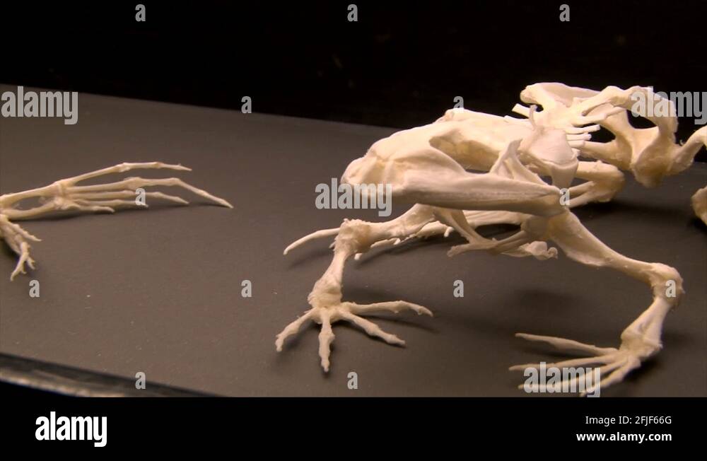 Amphibian skeleton Stock Videos & Footage - HD and 4K Video Clips - Alamy