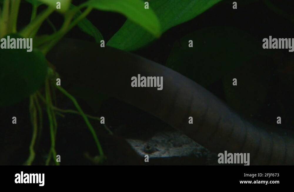 Rubber eel with brown slimy skin hiding behind tree roots and lush ...