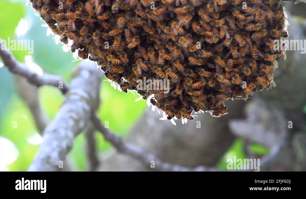 Hives nest Stock Videos & Footage - HD and 4K Video Clips - Alamy