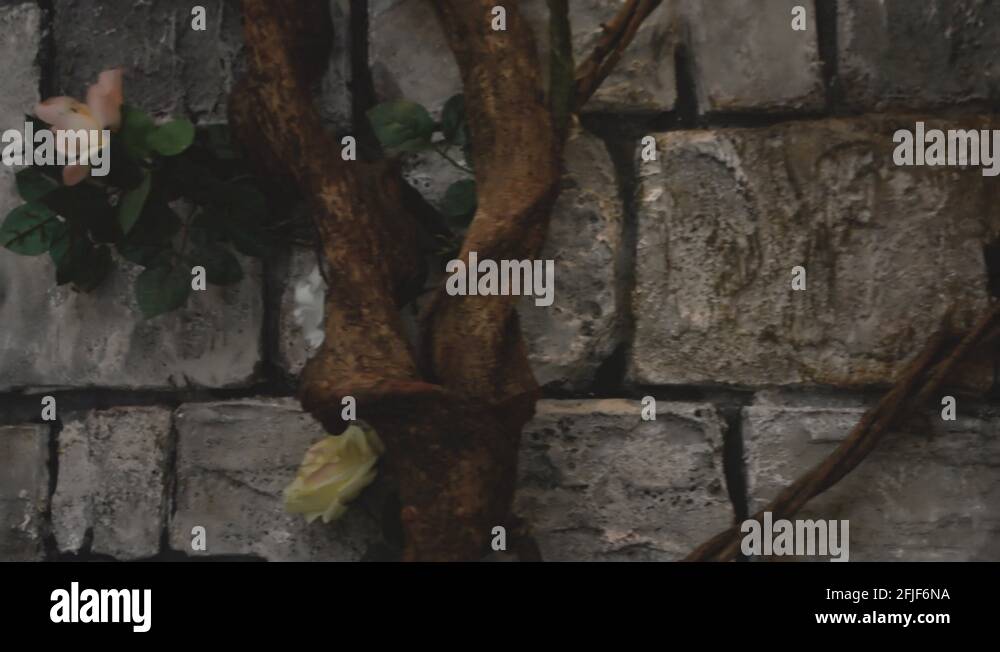 Shadow vine tree Stock Videos & Footage - HD and 4K Video Clips - Alamy