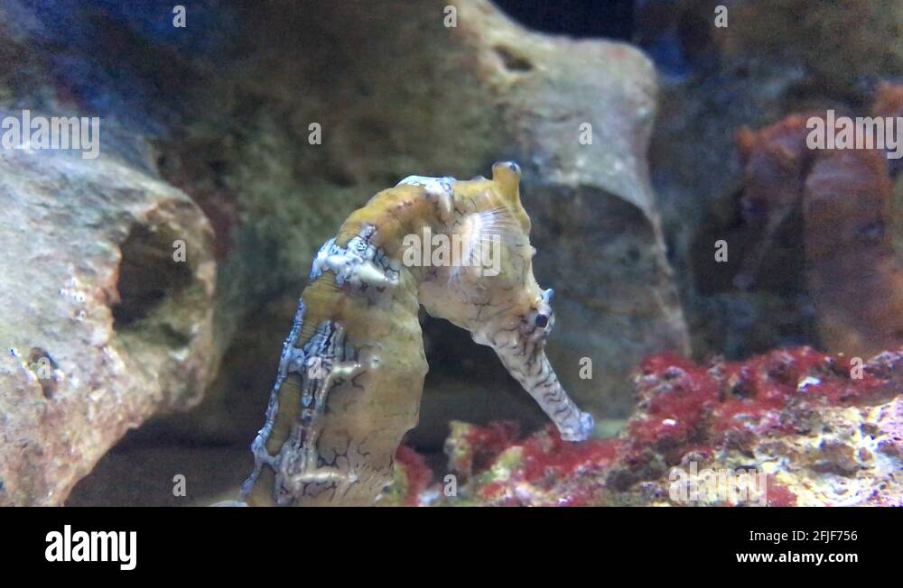 Horsefish Stock Videos & Footage - HD and 4K Video Clips - Alamy