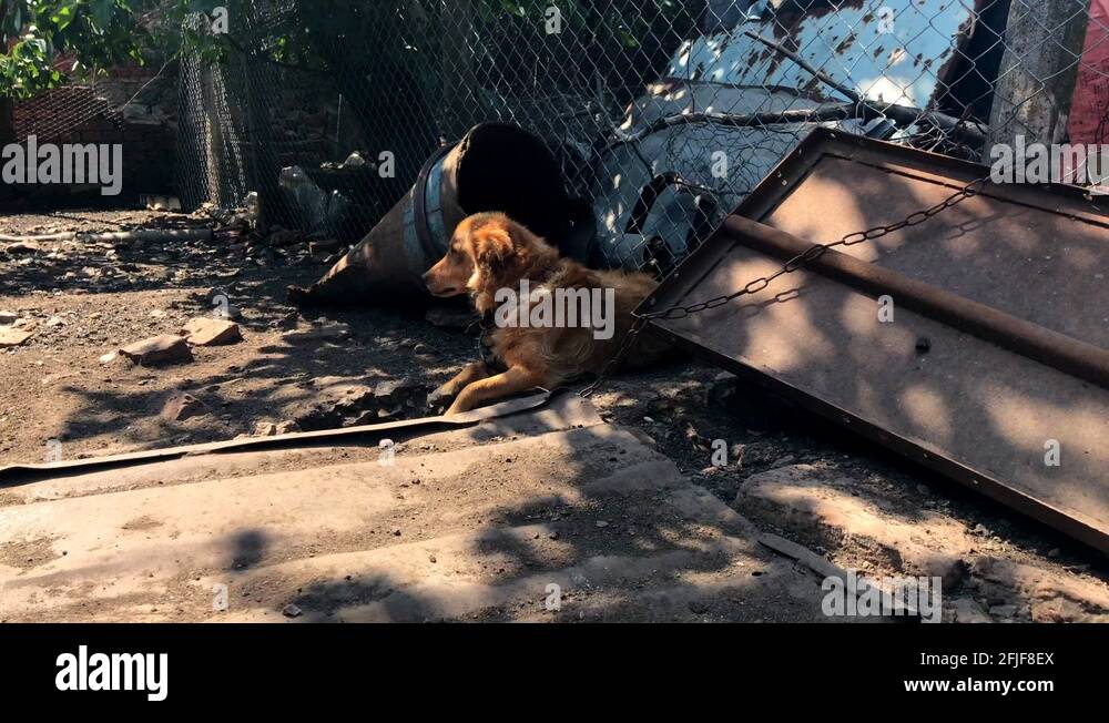 Chained dog Stock Videos & Footage - HD and 4K Video Clips - Alamy