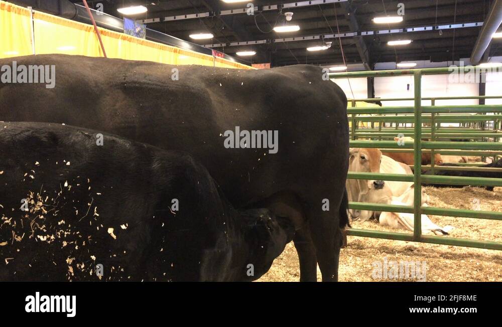 Cafe cow Stock Videos & Footage - HD and 4K Video Clips - Alamy
