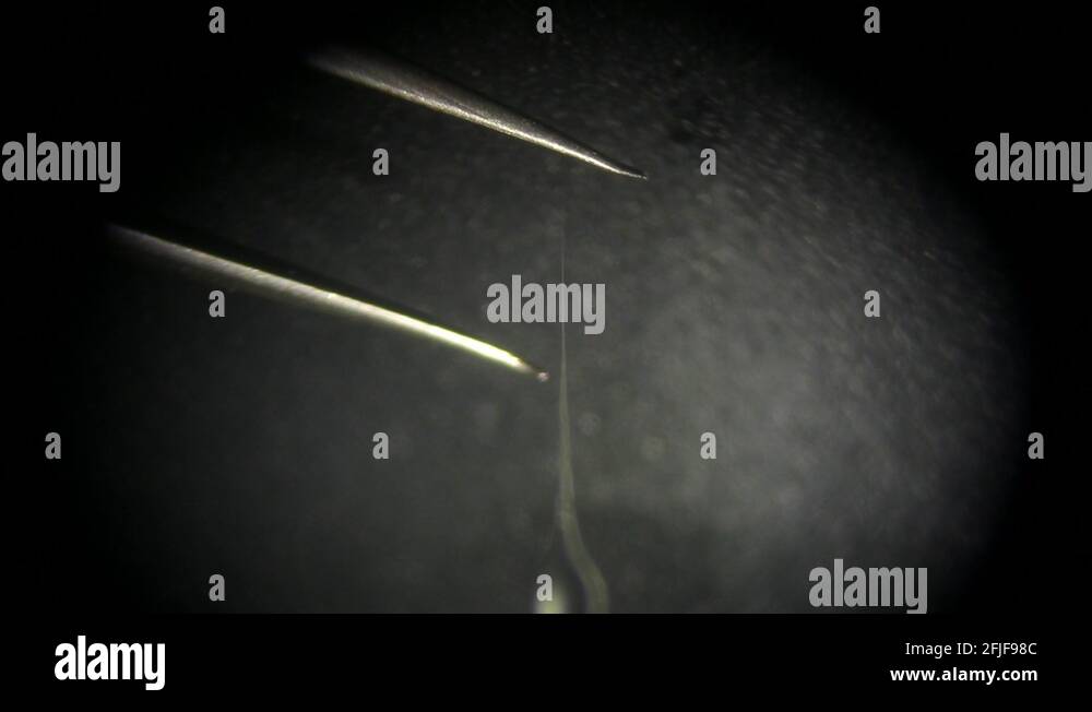 Medical researcher breaking end of a micropipette with forceps under ...