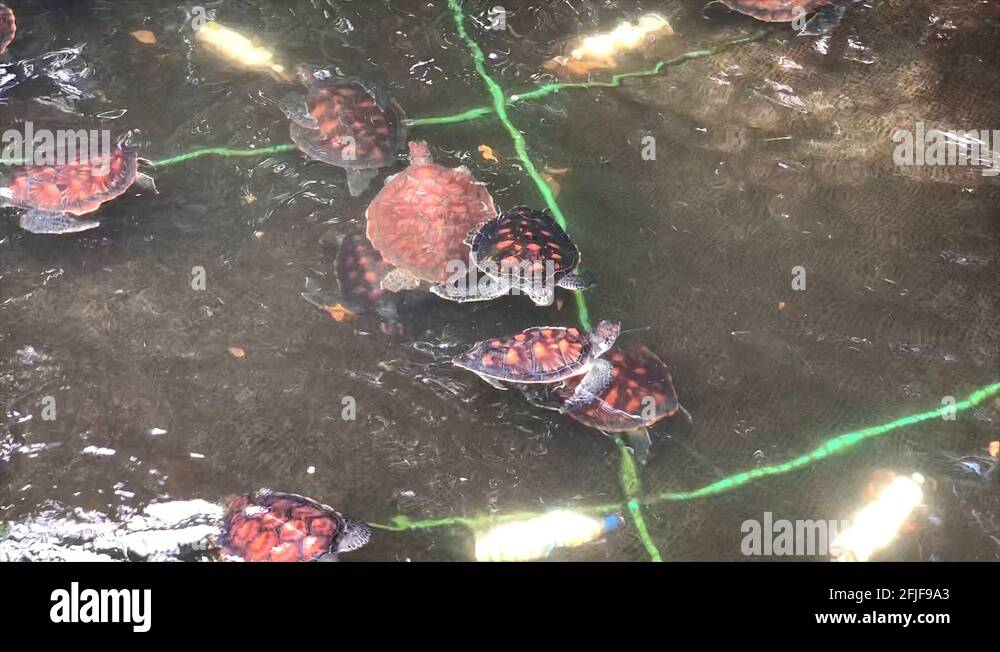 Green and hawksbill turtles in the pool of Mnarani Marine Turtles Stock ...
