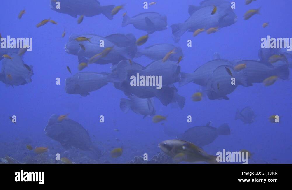 Parrot fish school Stock Videos & Footage - HD and 4K Video Clips - Alamy